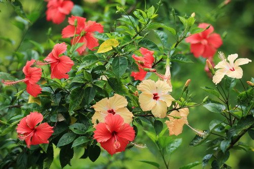 Solve Bunga Raya jigsaw puzzle online with 12 pieces