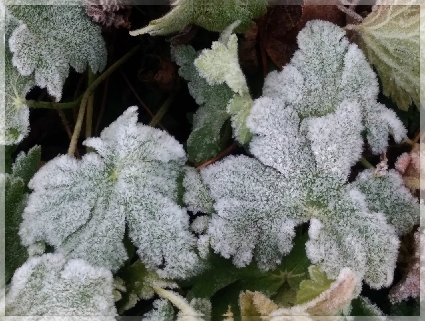 Solve Morning frost - Ranní mrazík jigsaw puzzle online with 12 pieces