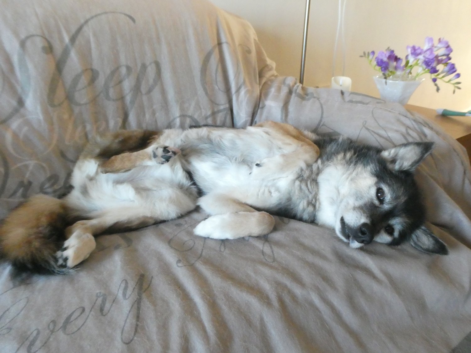 Solve Shenna, waiting for a tummy rub!! jigsaw puzzle online with 12 pieces