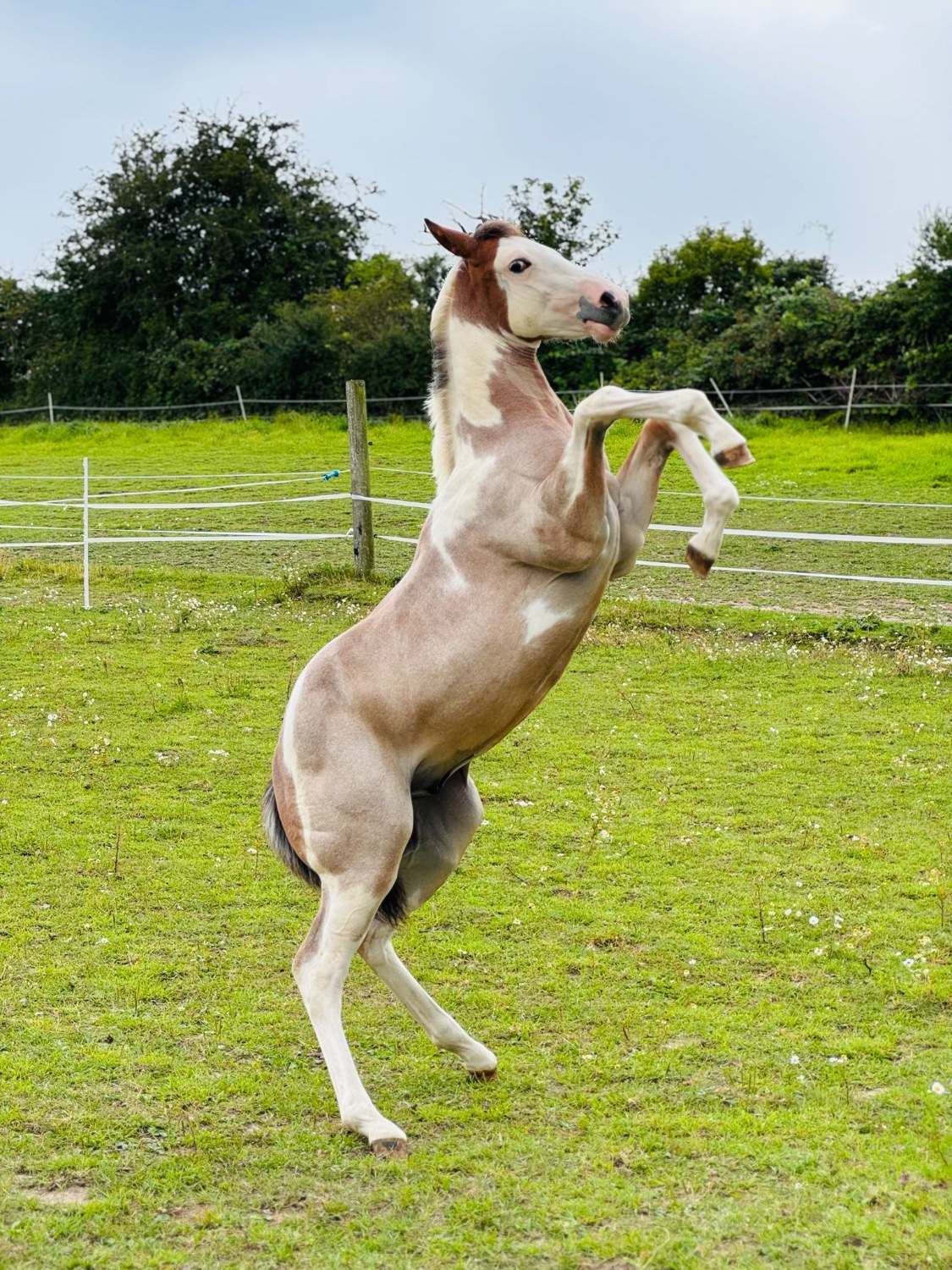 Solve Happy jigsaw puzzle online with 80 pieces