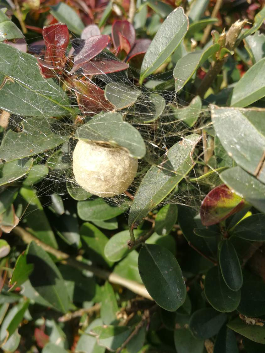 Solve Spiders - The Next Generation jigsaw puzzle online with 30 pieces