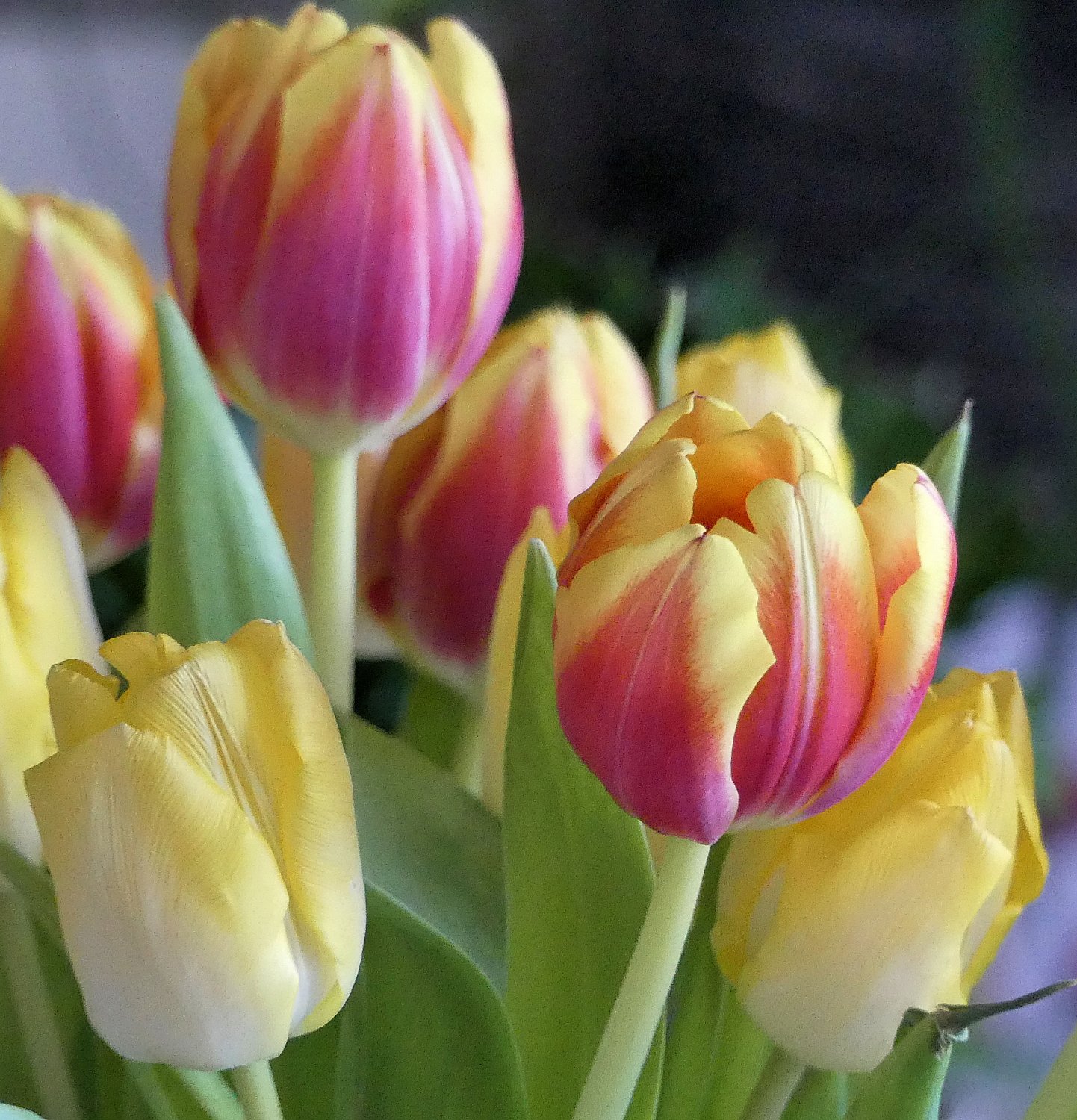 Solve tulips jigsaw puzzle online with 64 pieces