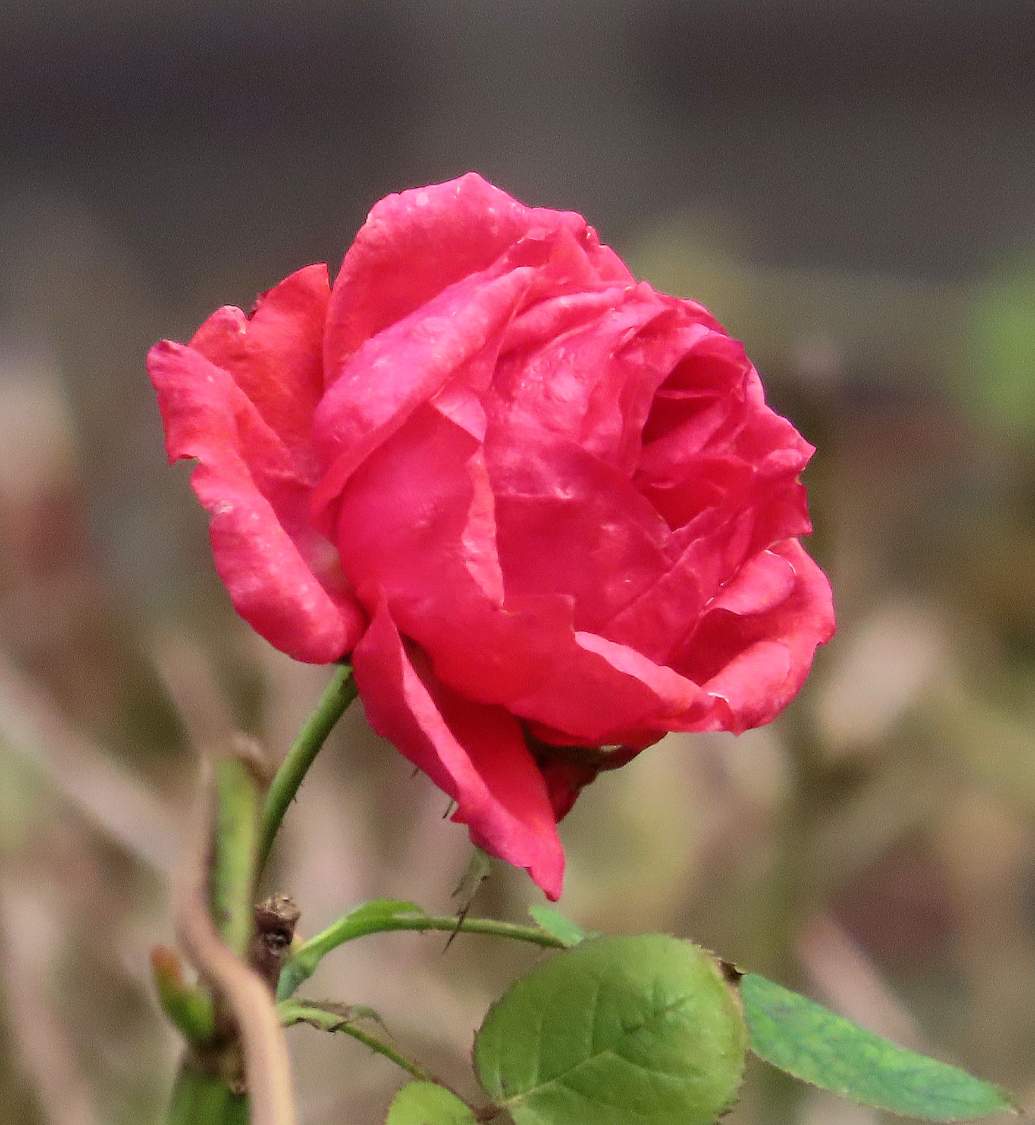 Solve January rose jigsaw puzzle online with 72 pieces