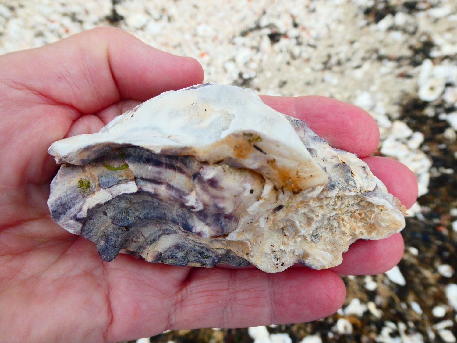 Solve Found on the beach. An old oystershell, with other shells ...