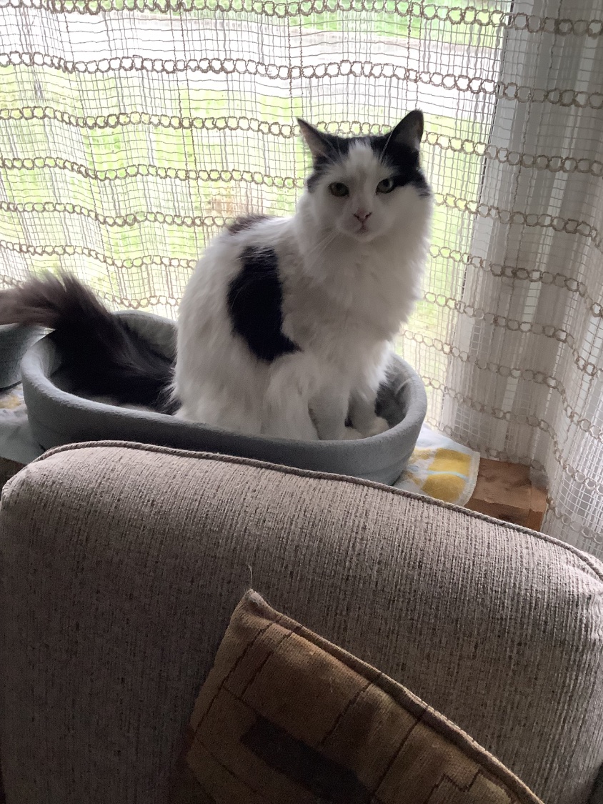 Solve Buffy, our cat jigsaw puzzle online with 12 pieces