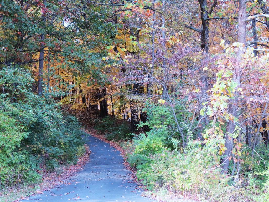 Solve Pathway at Lake Lou Yeager jigsaw puzzle online with 15 pieces