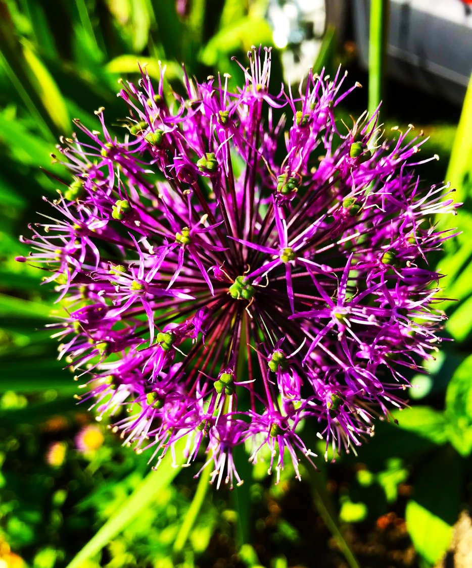 Solve Flower jigsaw puzzle online with 12 pieces