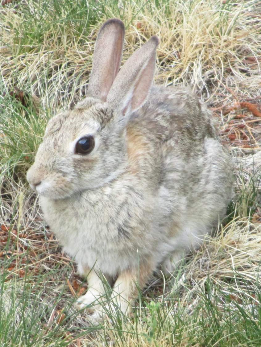 Solve Jack jigsaw puzzle online with 48 pieces