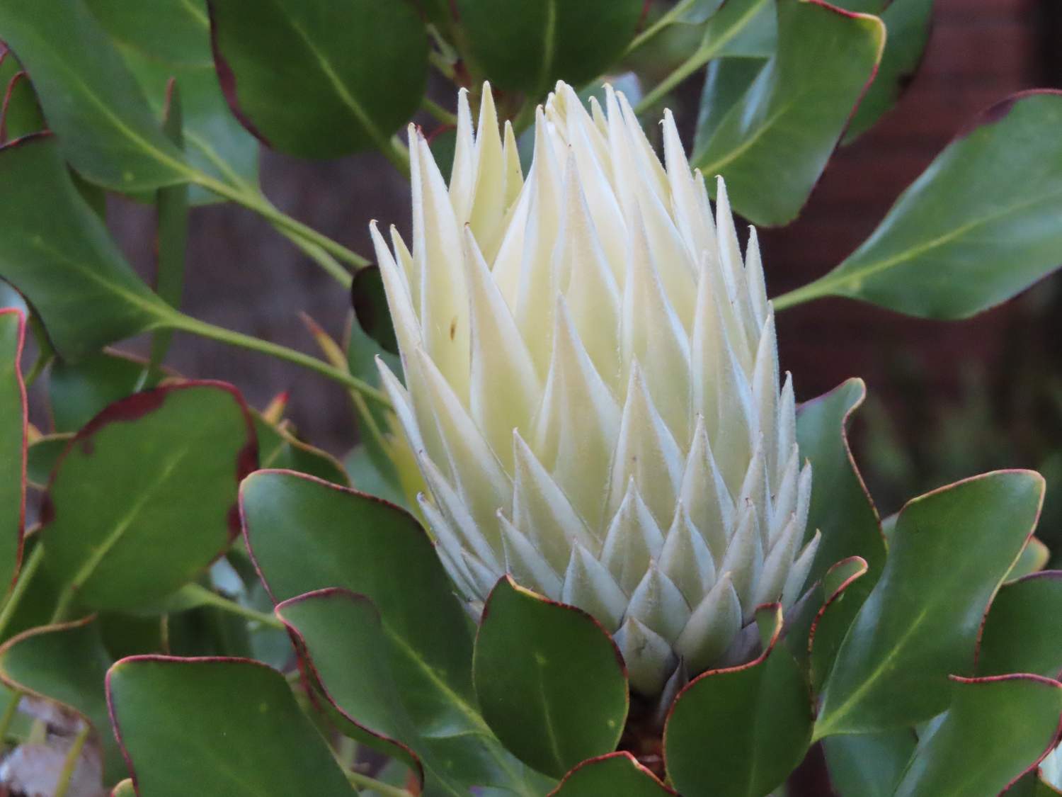 Jigsaw Puzzle | White protea I think | 48 pieces | Jigidi