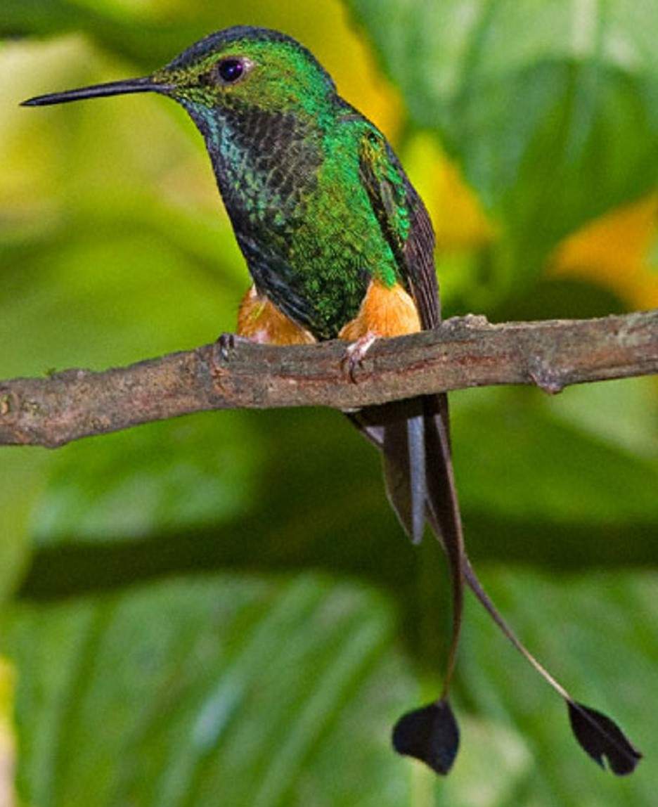 Solve Booted-Racket-Tail-Hummingbird this is the Rufous-booted racket ...