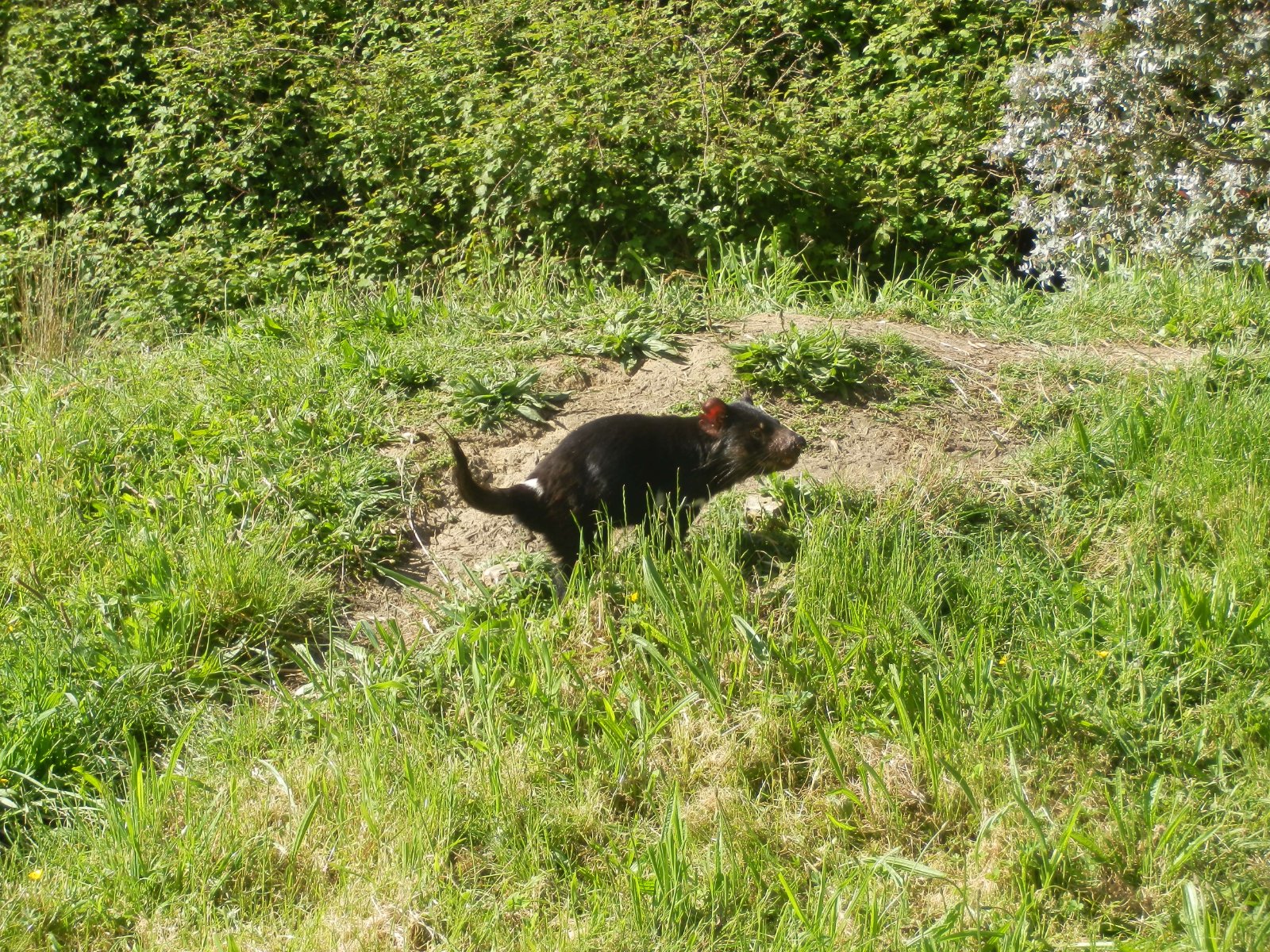 Solve Tasmanian Devil jigsaw puzzle online with 48 pieces