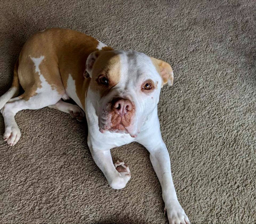 Solve Atticus. Valley Bulldog? jigsaw puzzle online with 20 pieces