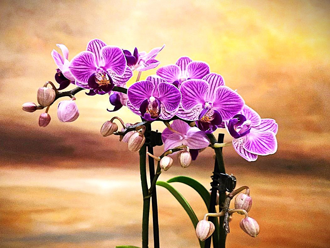 Jigsaw Puzzle | 70 pieces | Orchid | Jigidi