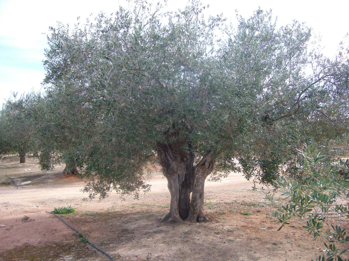 Solve Old olive tree jigsaw puzzle online with 63 pieces