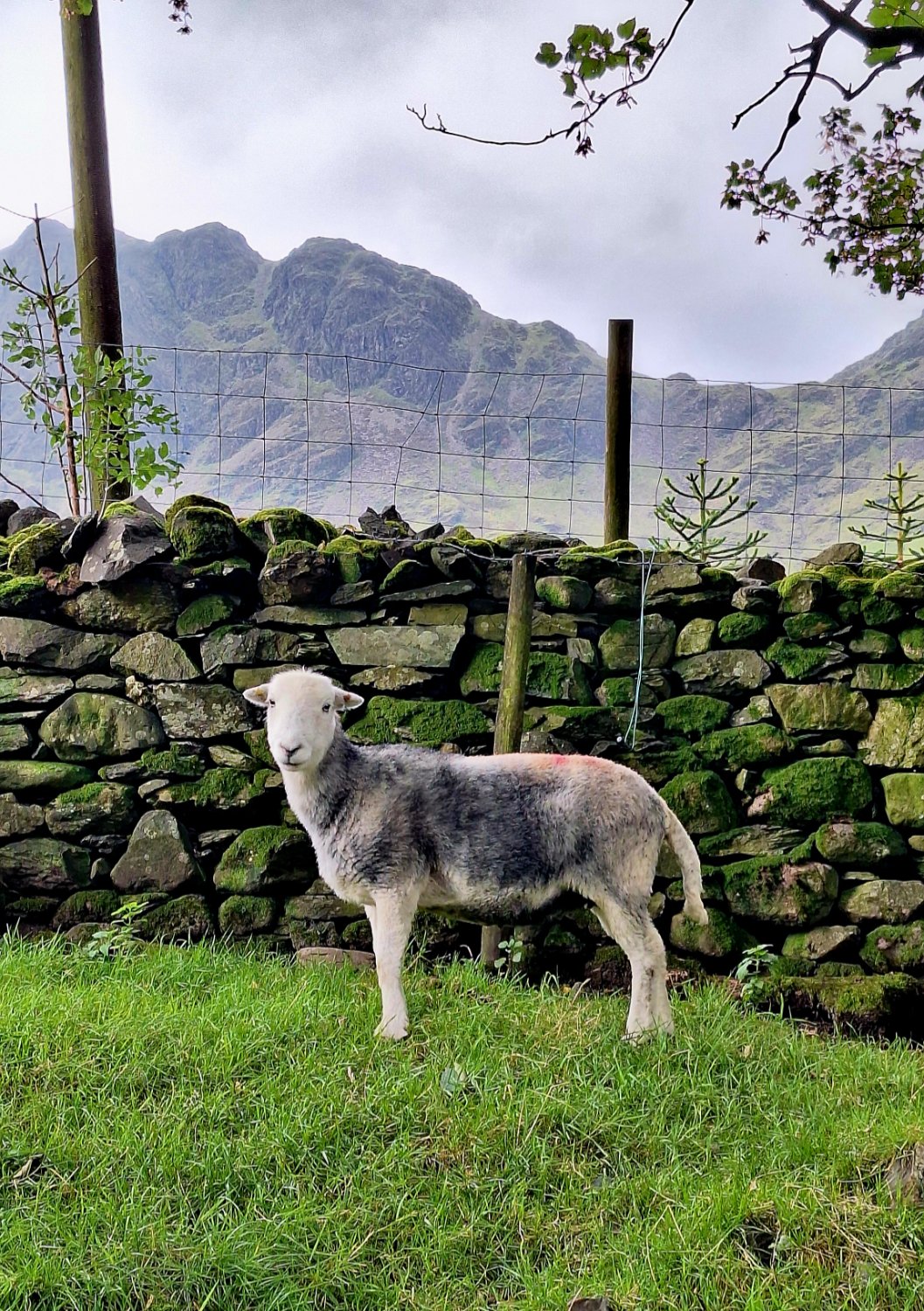 Solve Hello Ewe 🐑 jigsaw puzzle online with 126 pieces