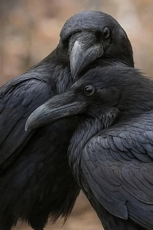 Solve Crows jigsaw puzzle online with 117 pieces