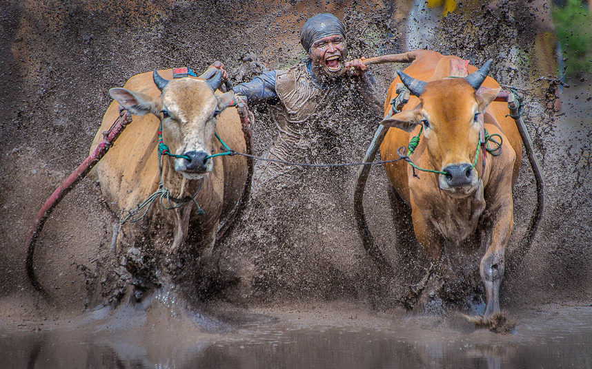 Solve Pacu Jawi - mud cow racing jigsaw puzzle online with 24 pieces