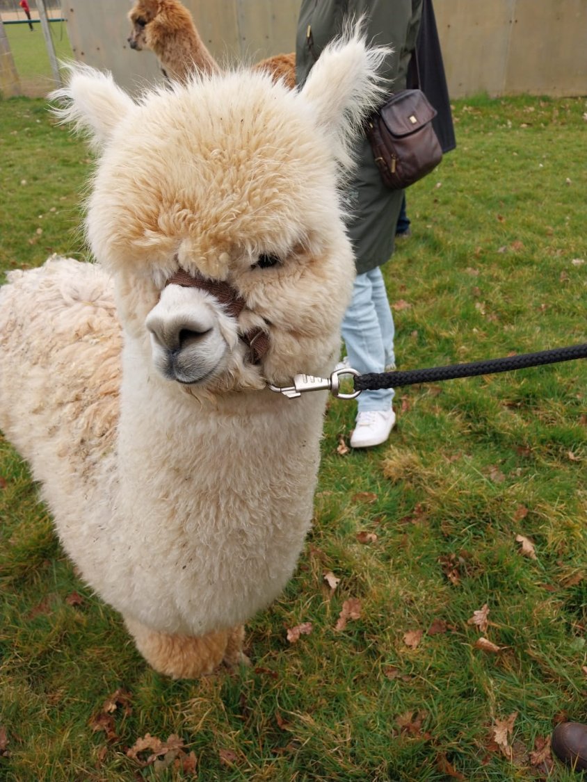 Solve On a hike with alpacas ♡ jigsaw puzzle online with 12 pieces