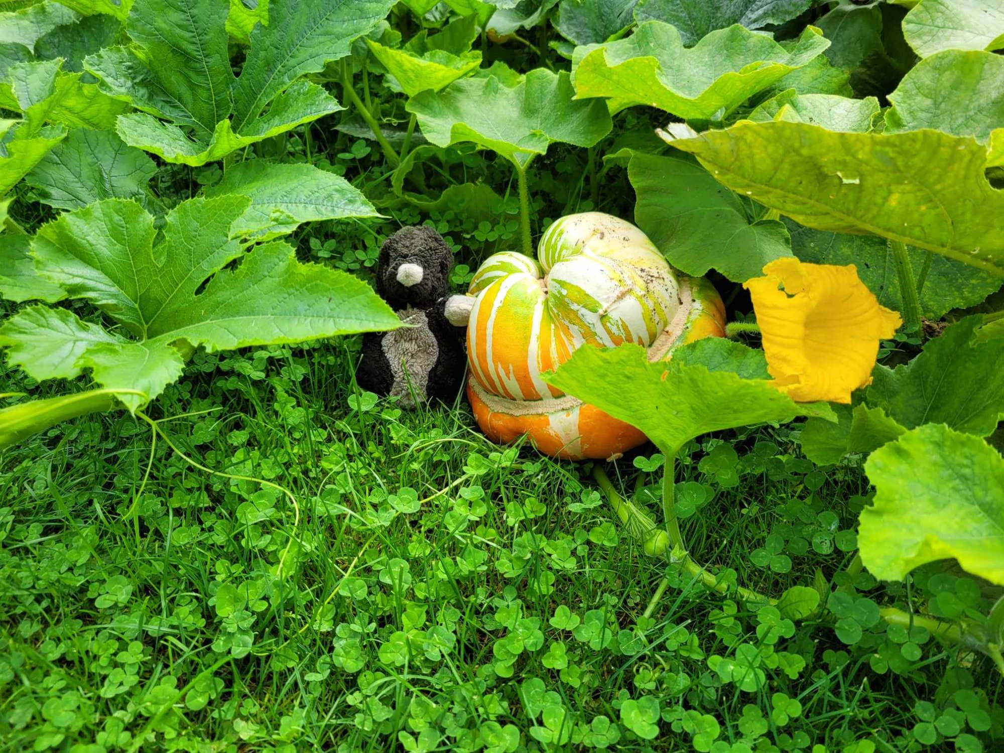 Solve Diggy and the Squash jigsaw puzzle online with 88 pieces