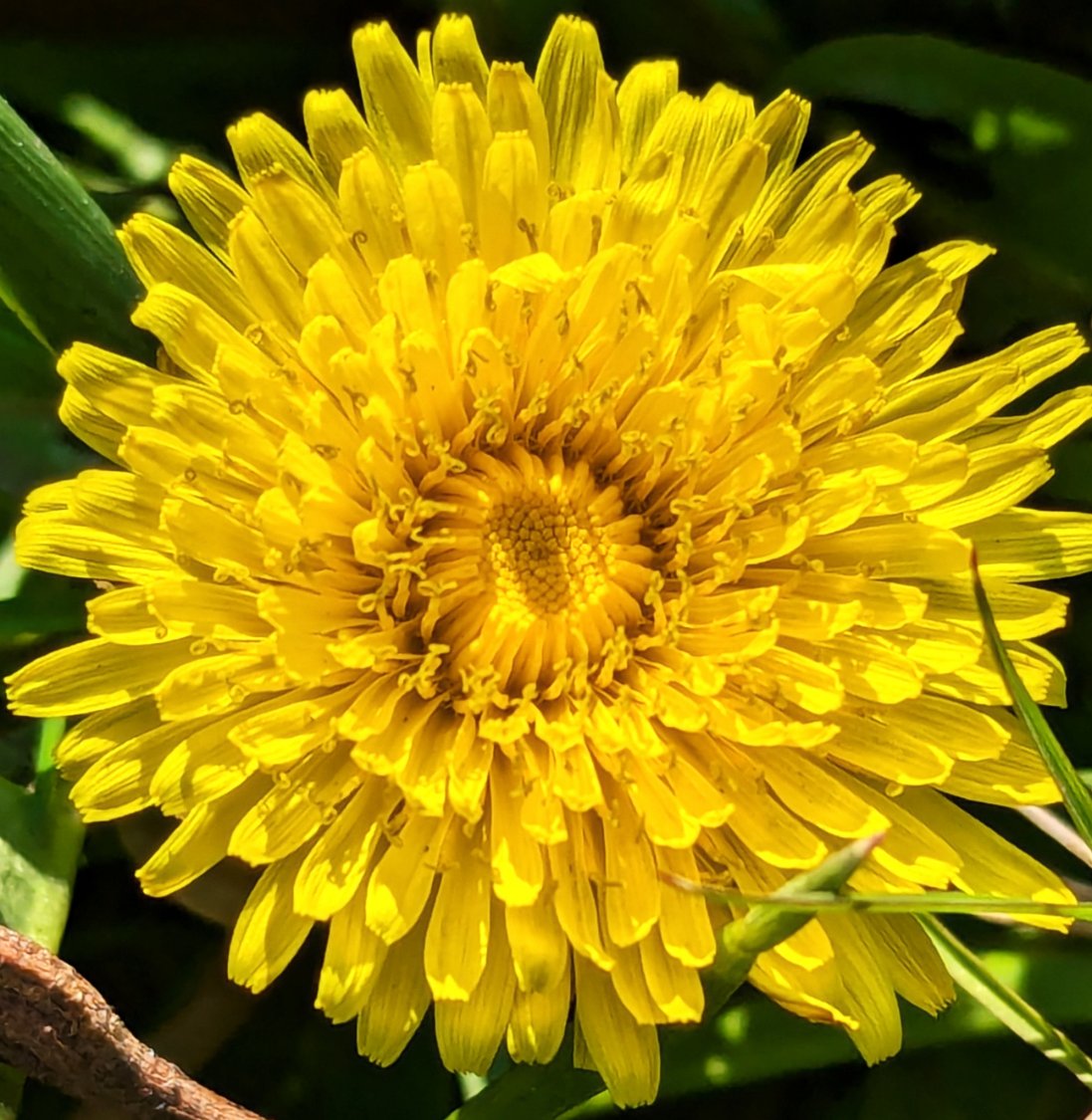 Solve Gelbe Blume, Löwenzahn jigsaw puzzle online with 9 pieces
