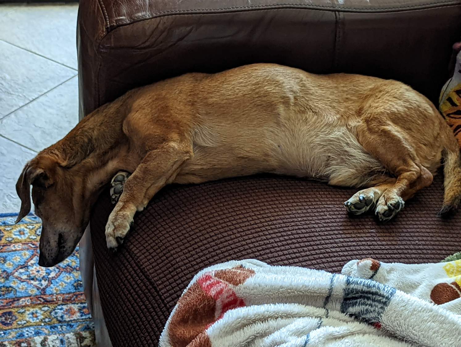 Solve Max needs the blood rushing to his head. jigsaw puzzle online ...