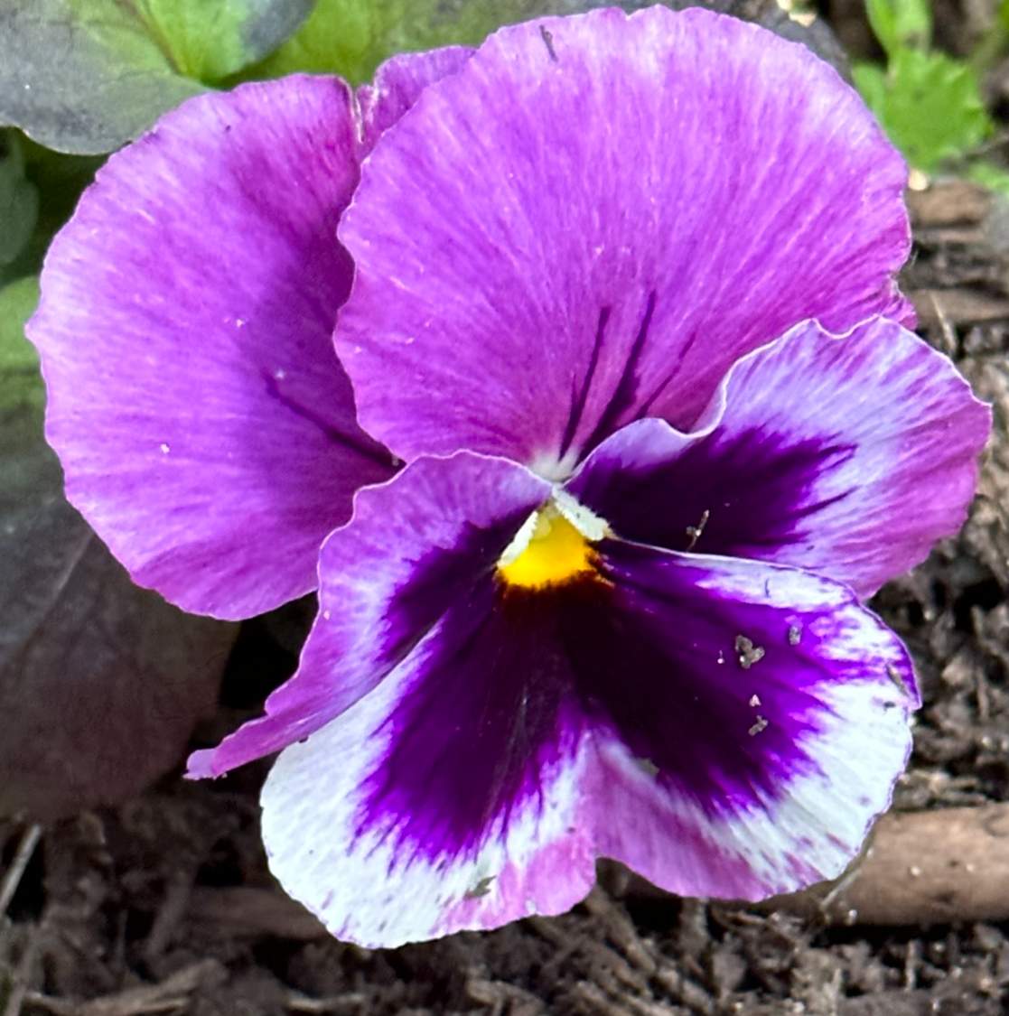 Solve Pansy-face! jigsaw puzzle online with 64 pieces