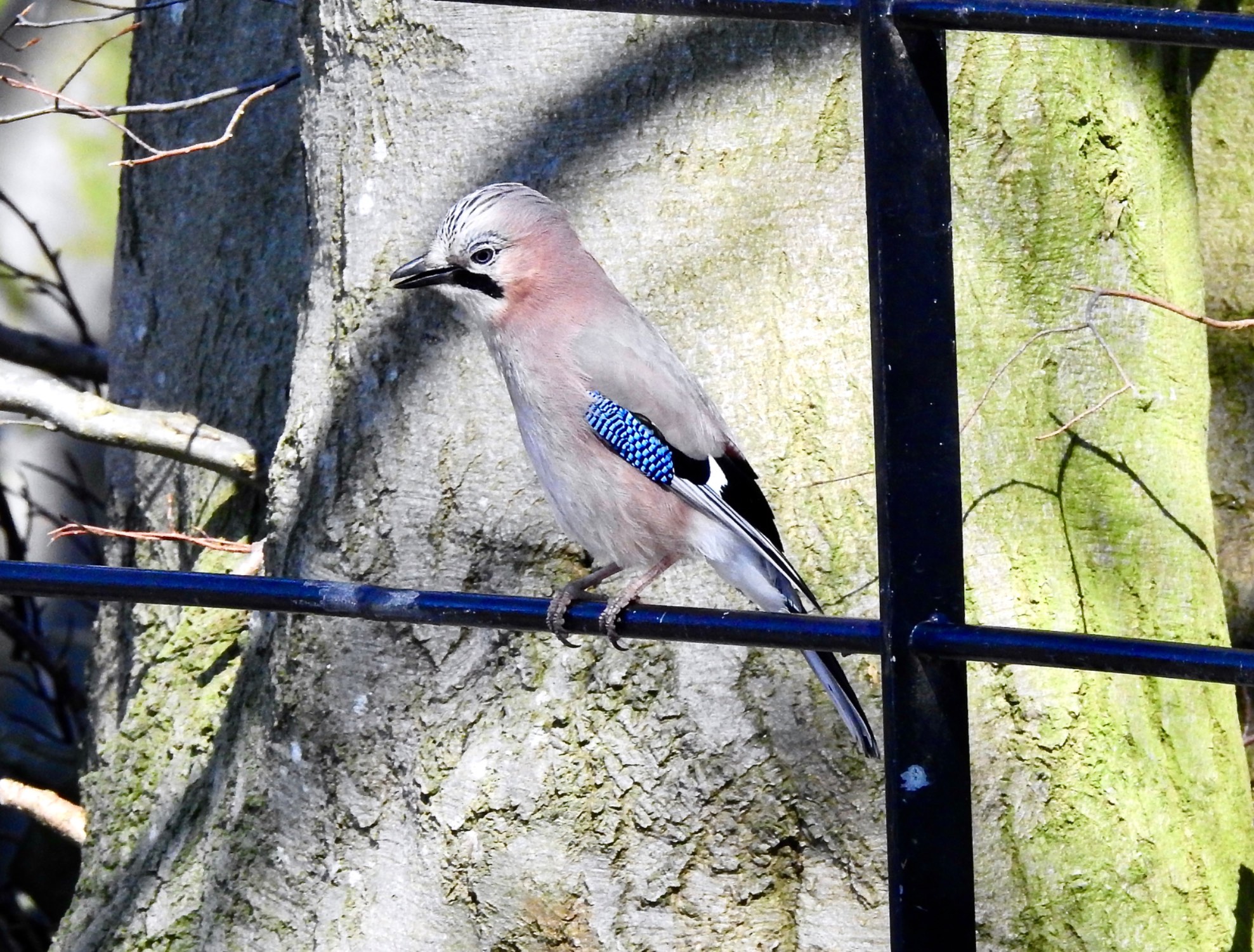 Solve Jay jigsaw puzzle online with 99 pieces