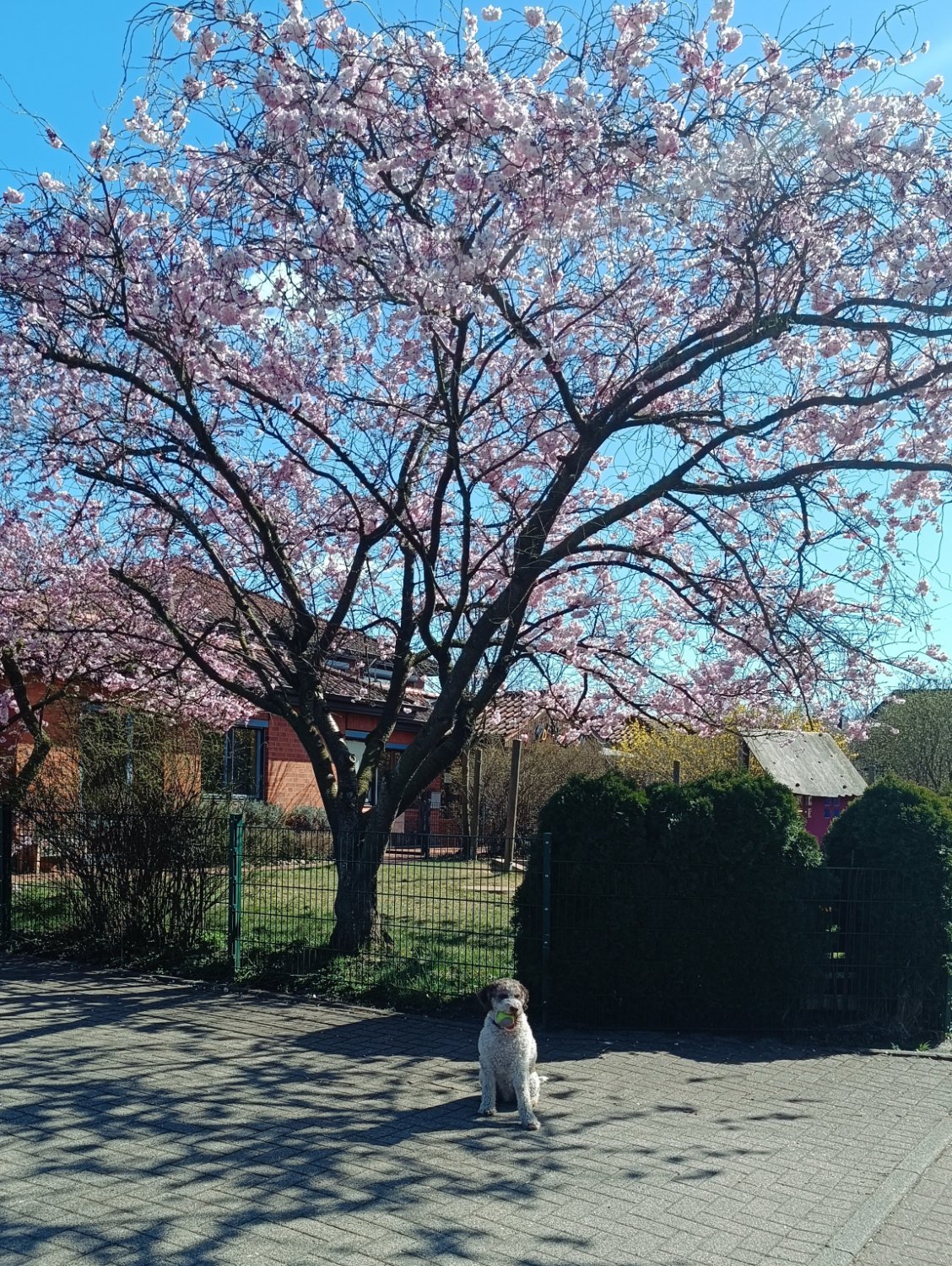 Solve Der Frühling kommt jigsaw puzzle online with 88 pieces