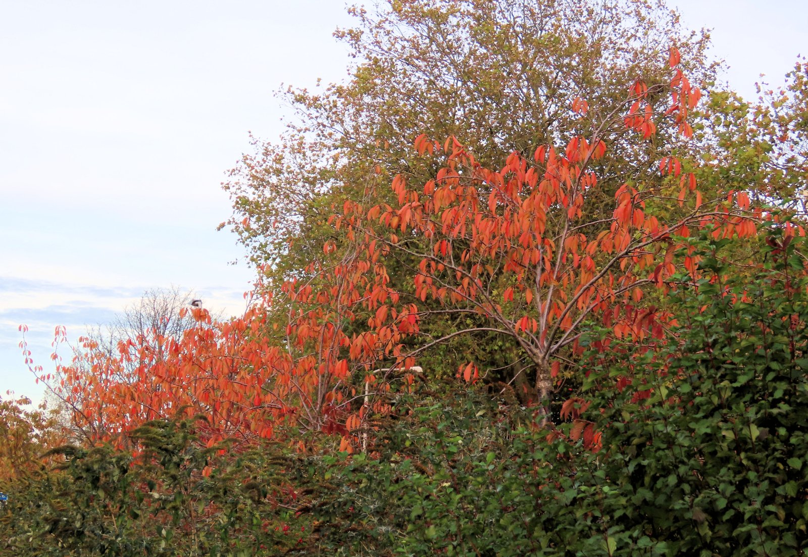 Solve Japanese flowering cherry trees in autumn jigsaw puzzle online ...