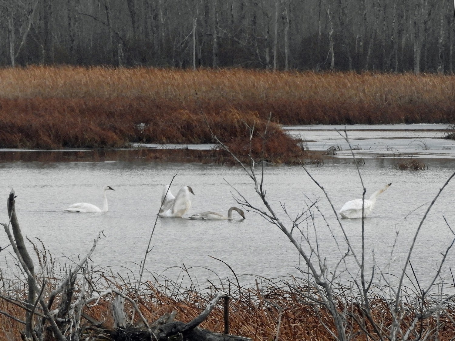 Solve Four swans but no pelican jigsaw puzzle online with 20 pieces