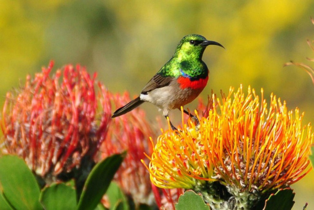 Solve Southern Double-collared Sunbird, Kirstenbosch Botanical Garden ...
