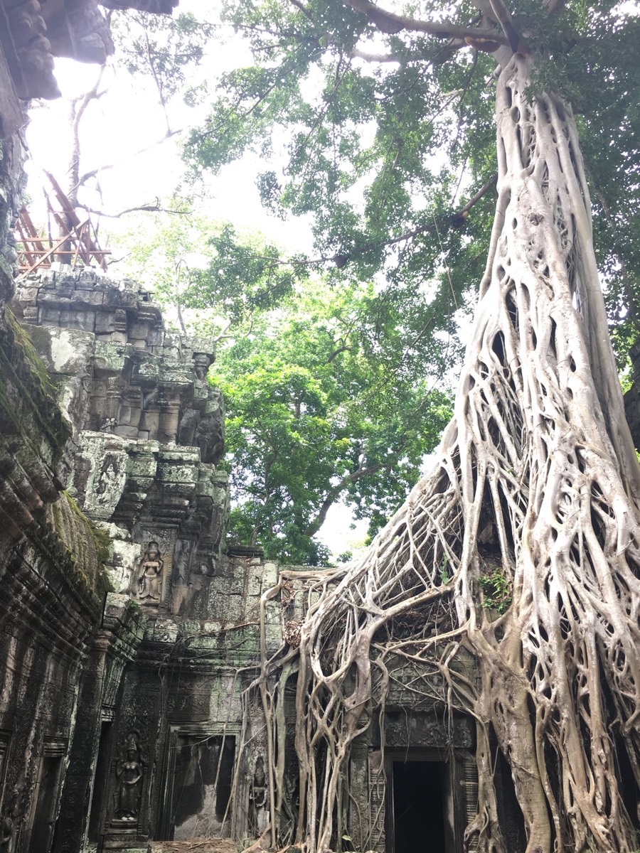 Solve Jungle Temple Cambodia Jigsaw Puzzle Online With 130 Pieces