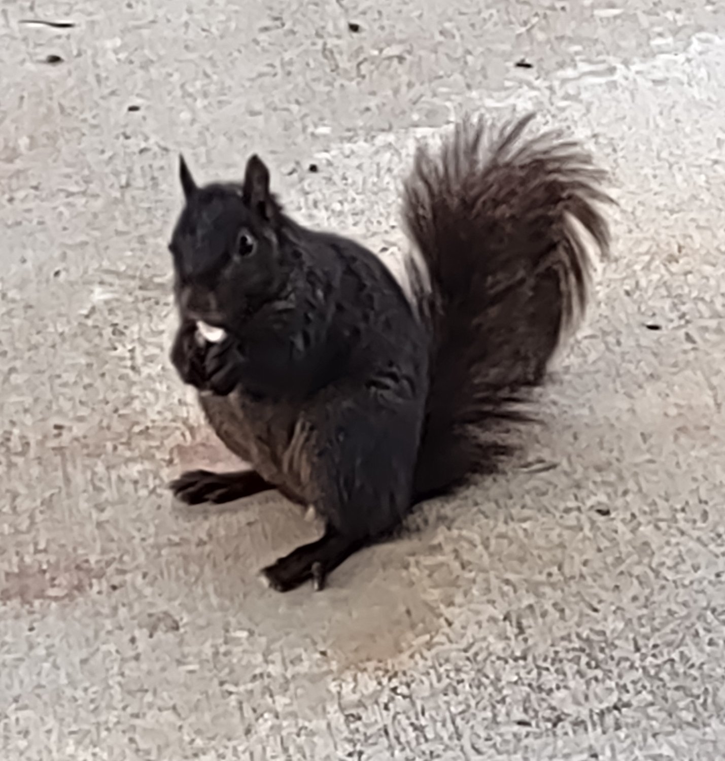 Solve What Do You Mean? jigsaw puzzle online with 72 pieces