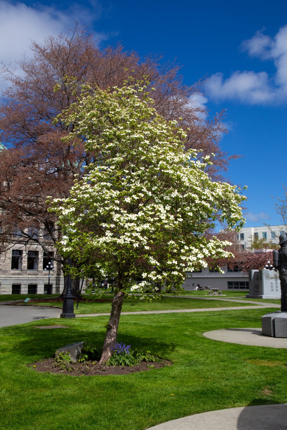Solve Dogwood, the BC floral emblem. jigsaw puzzle online with 150 pieces