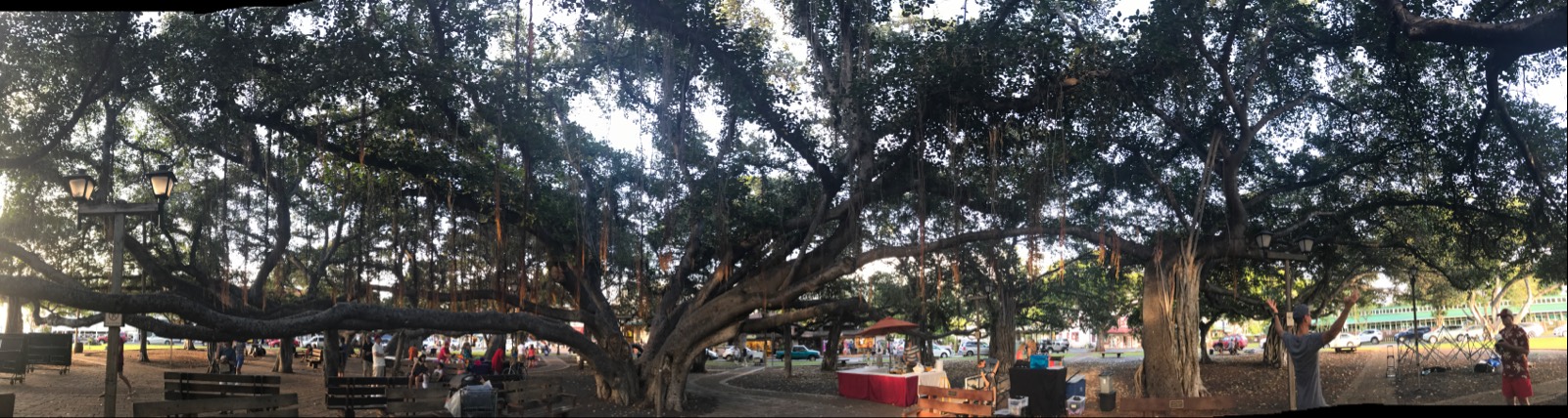 Solve The Banyan Tree jigsaw puzzle online with 95 pieces