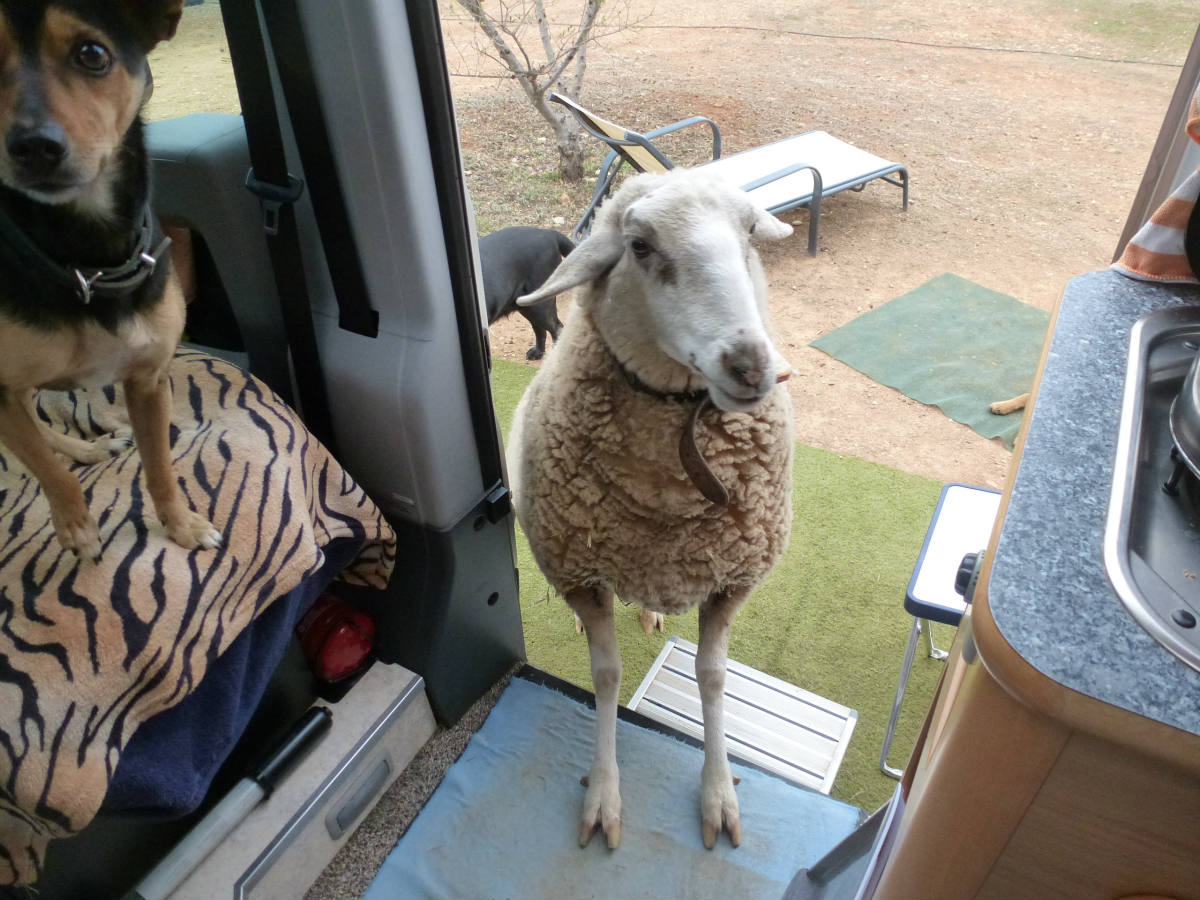 Solve Bambi: What the heck is that sheep doing in our van? Dolly: I ...