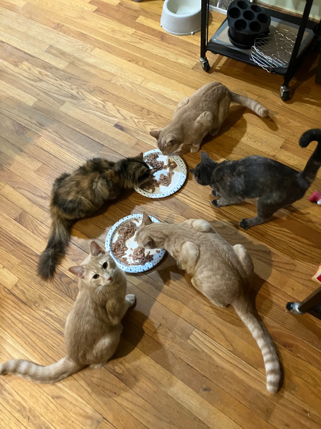 Solve Our cats jigsaw puzzle online with 63 pieces