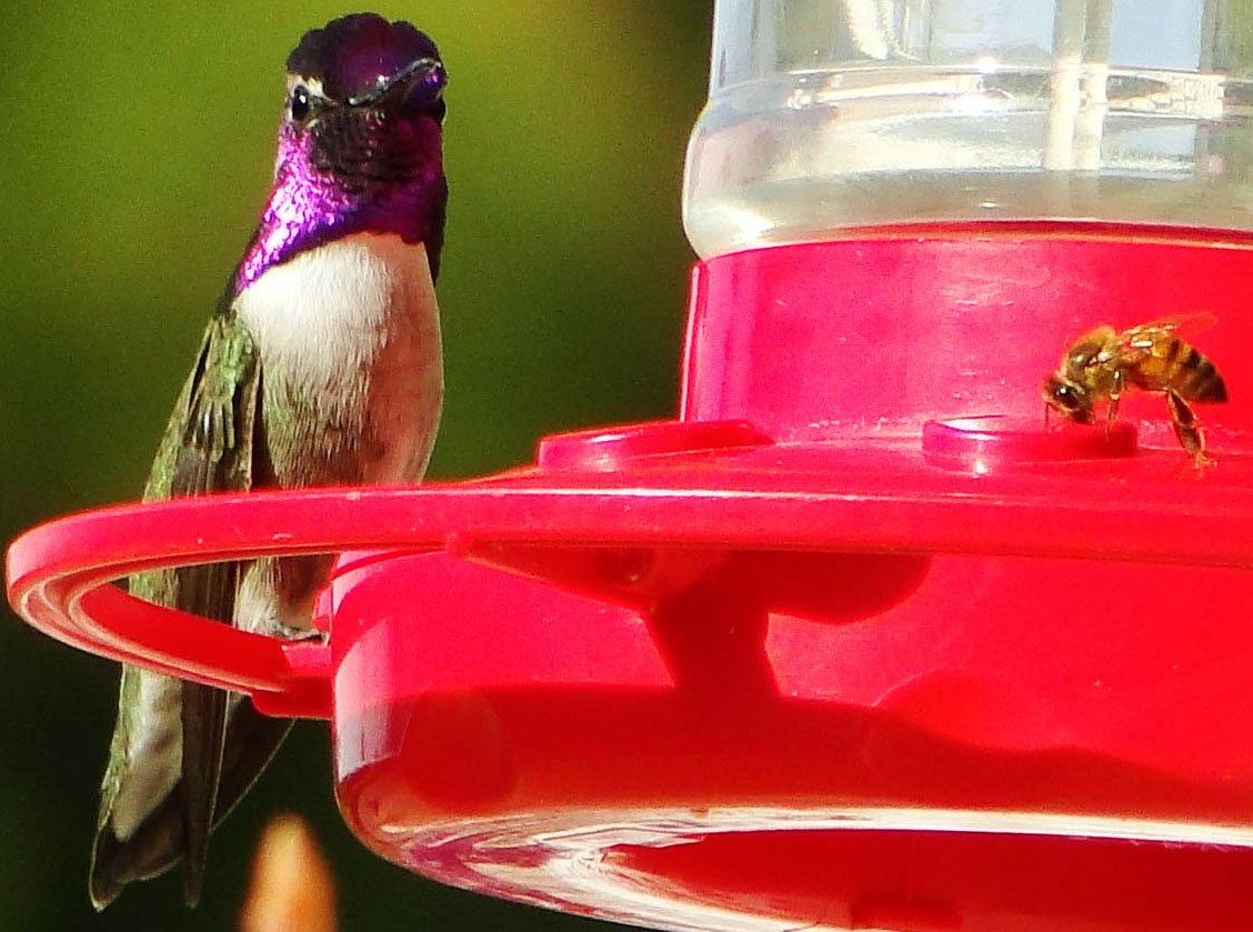 Solve Costa's male Hummingbird and honey bee getting some nectar 1-25 ...