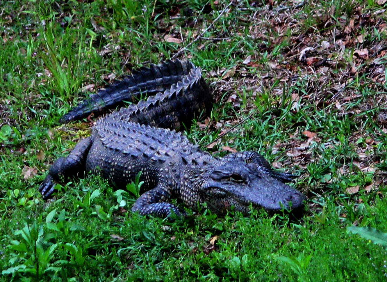 Solve Beautiful Alligator in My Back Yard, Charleston, SC jigsaw puzzle ...