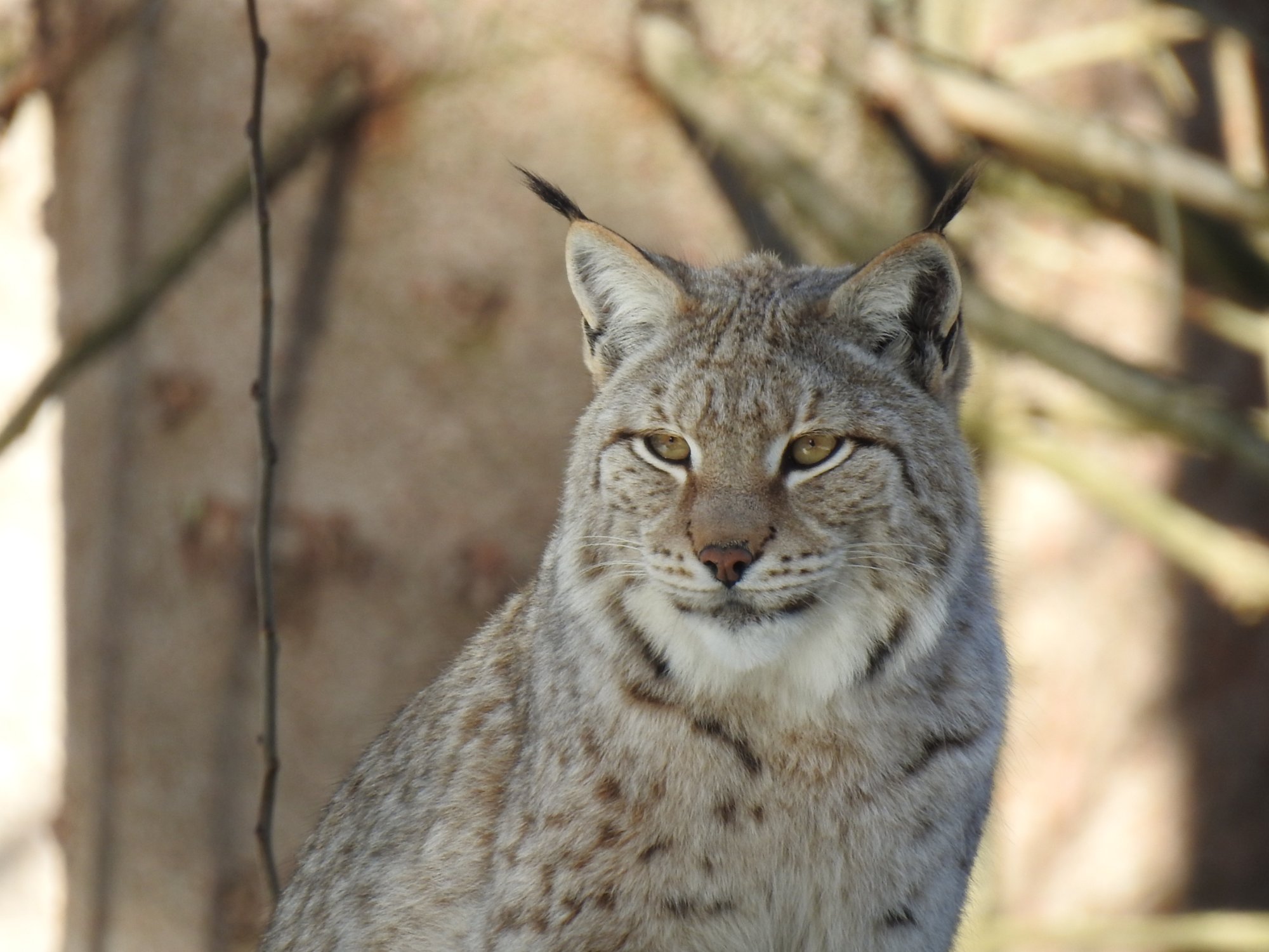 Solve Luchs jigsaw puzzle online with 594 pieces