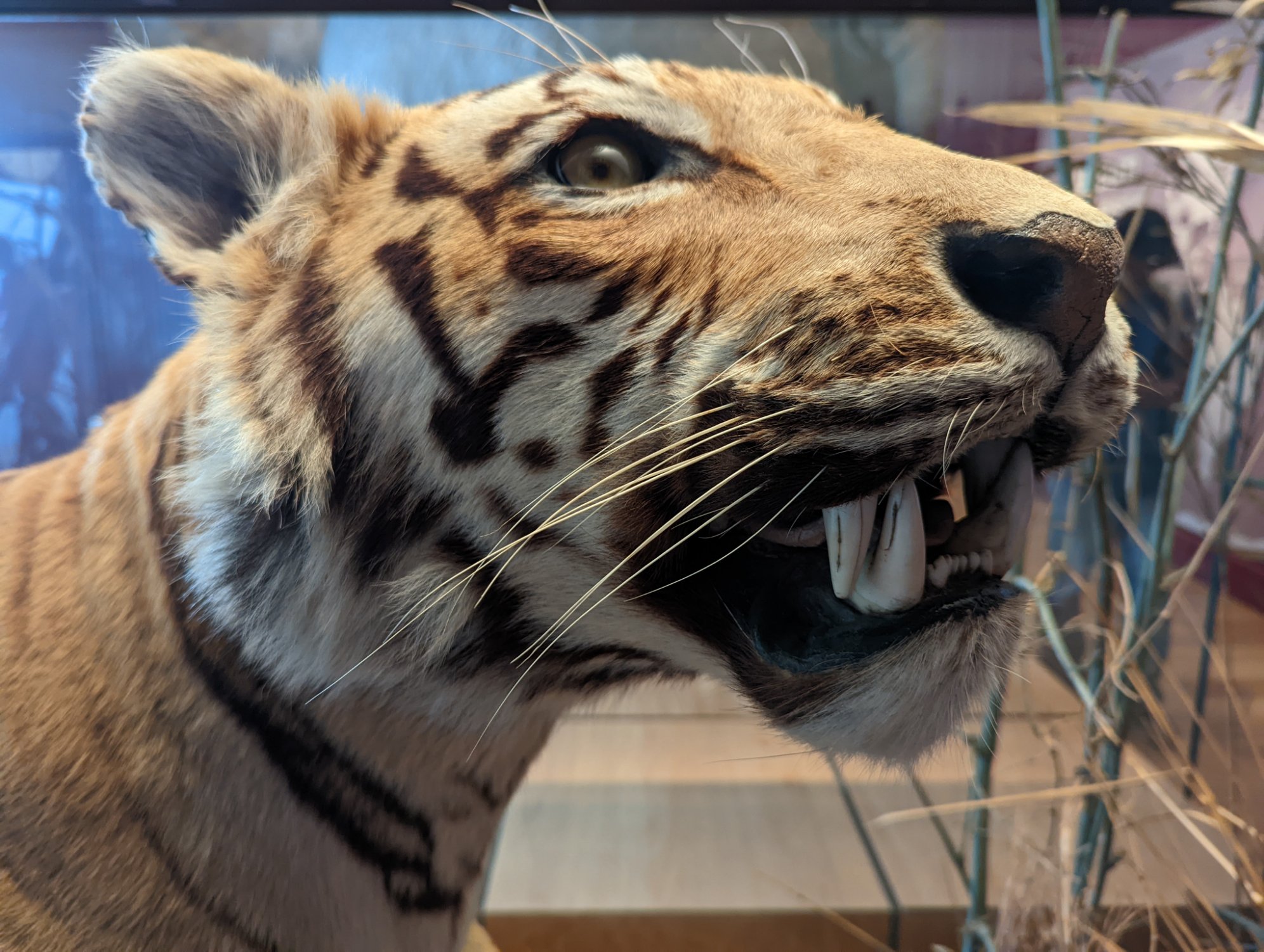 Solve RAMM Tiger jigsaw puzzle online with 80 pieces