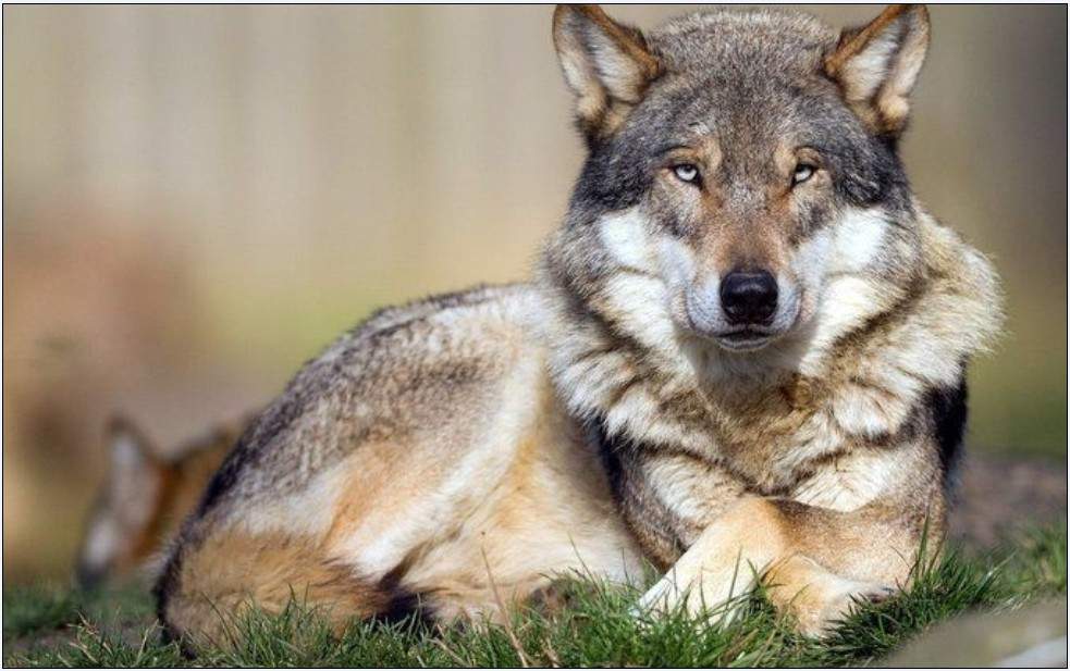 Solve Vlk_Wolf jigsaw puzzle online with 28 pieces