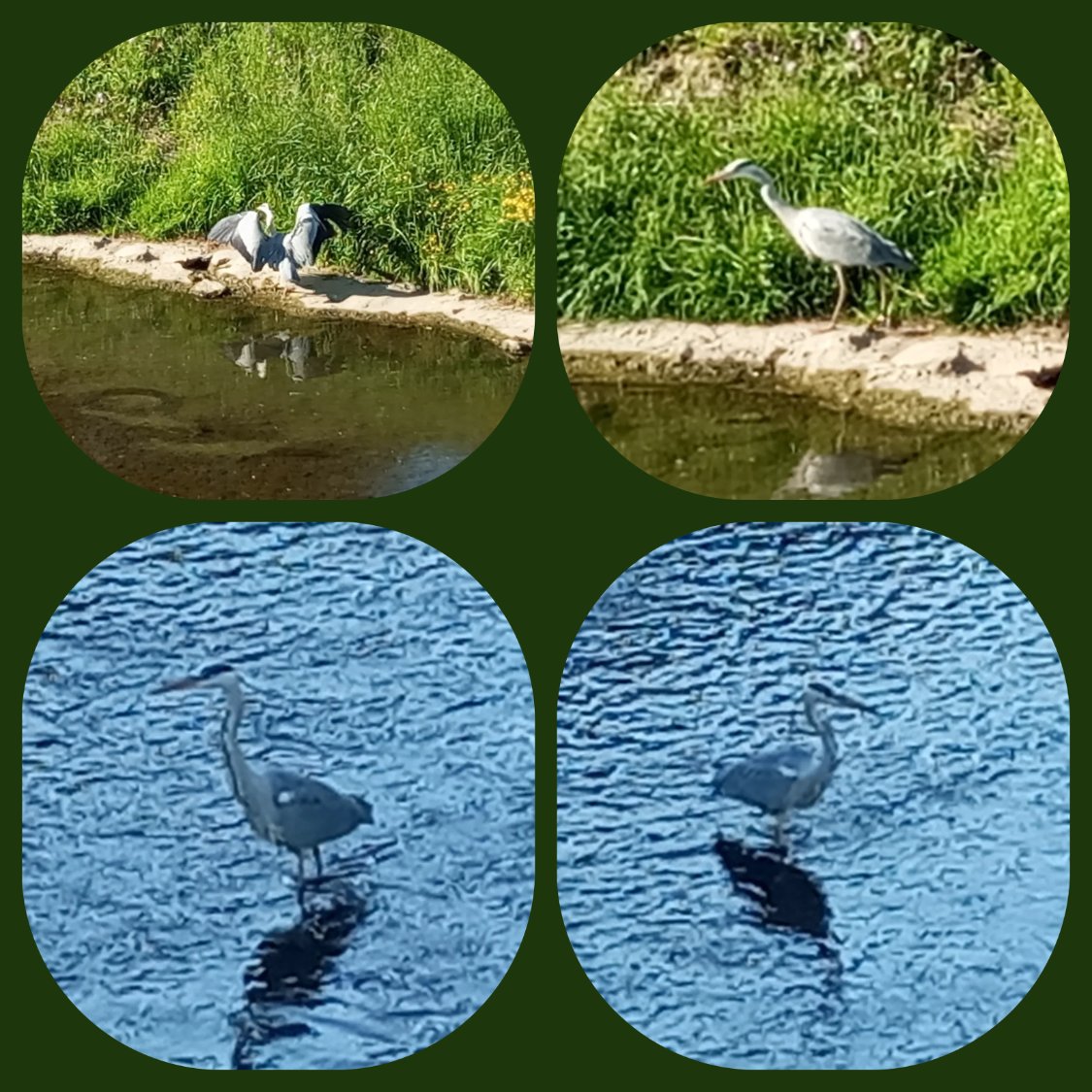 Solve Zlín 11 5 2025 Volavka Na řece Dřevnici Heron On The