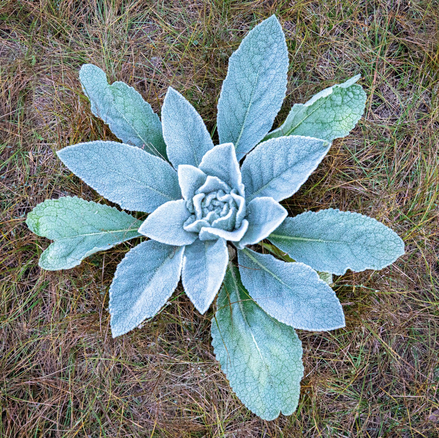 Solve INTERESTING WEED jigsaw puzzle online with 81 pieces