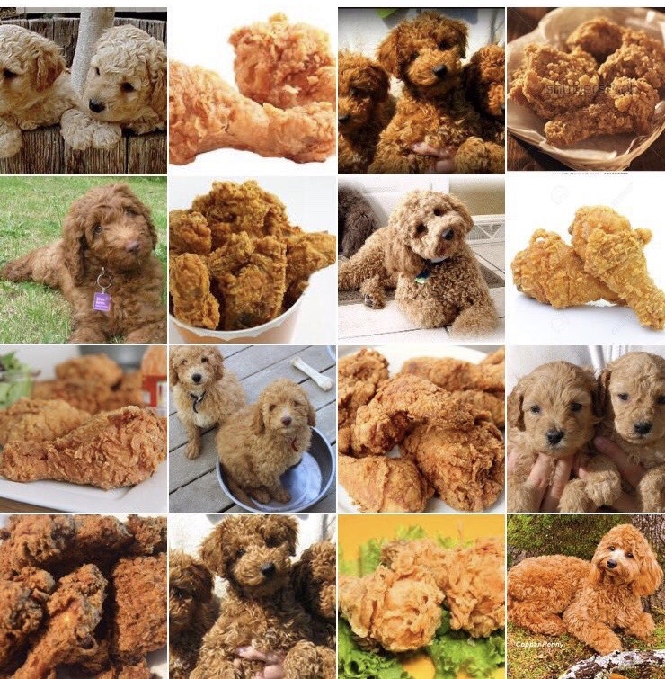 Solve Labradoodle or fried chicken? jigsaw puzzle online with 100 pieces