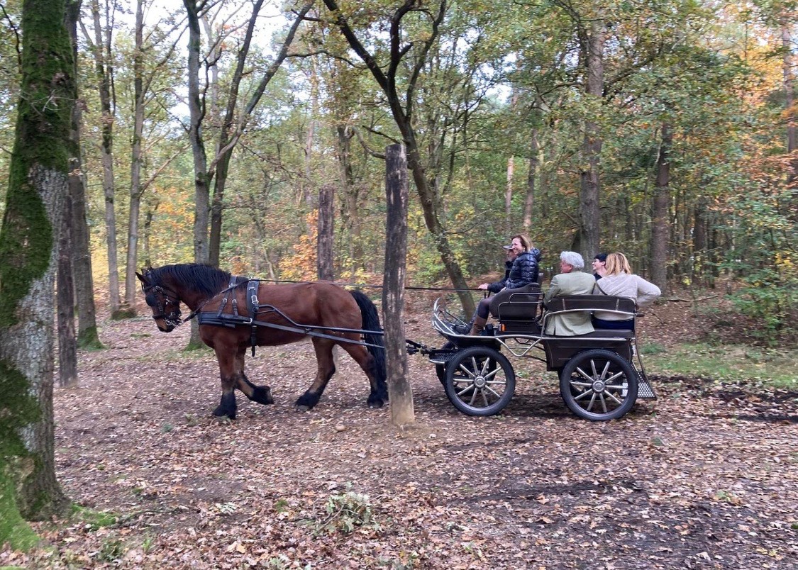 Solve paarden in het bos jigsaw puzzle online with 96 pieces