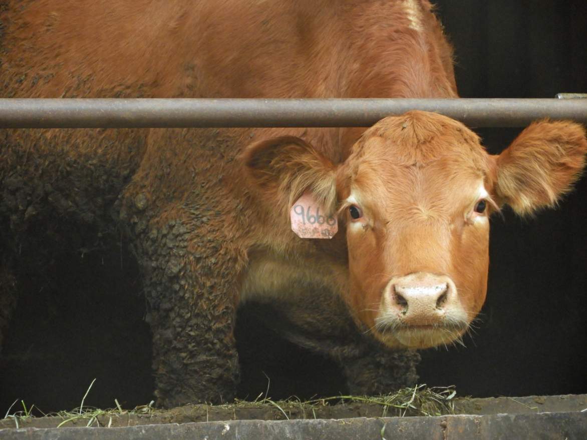 Solve Muddy cow jigsaw puzzle online with 20 pieces