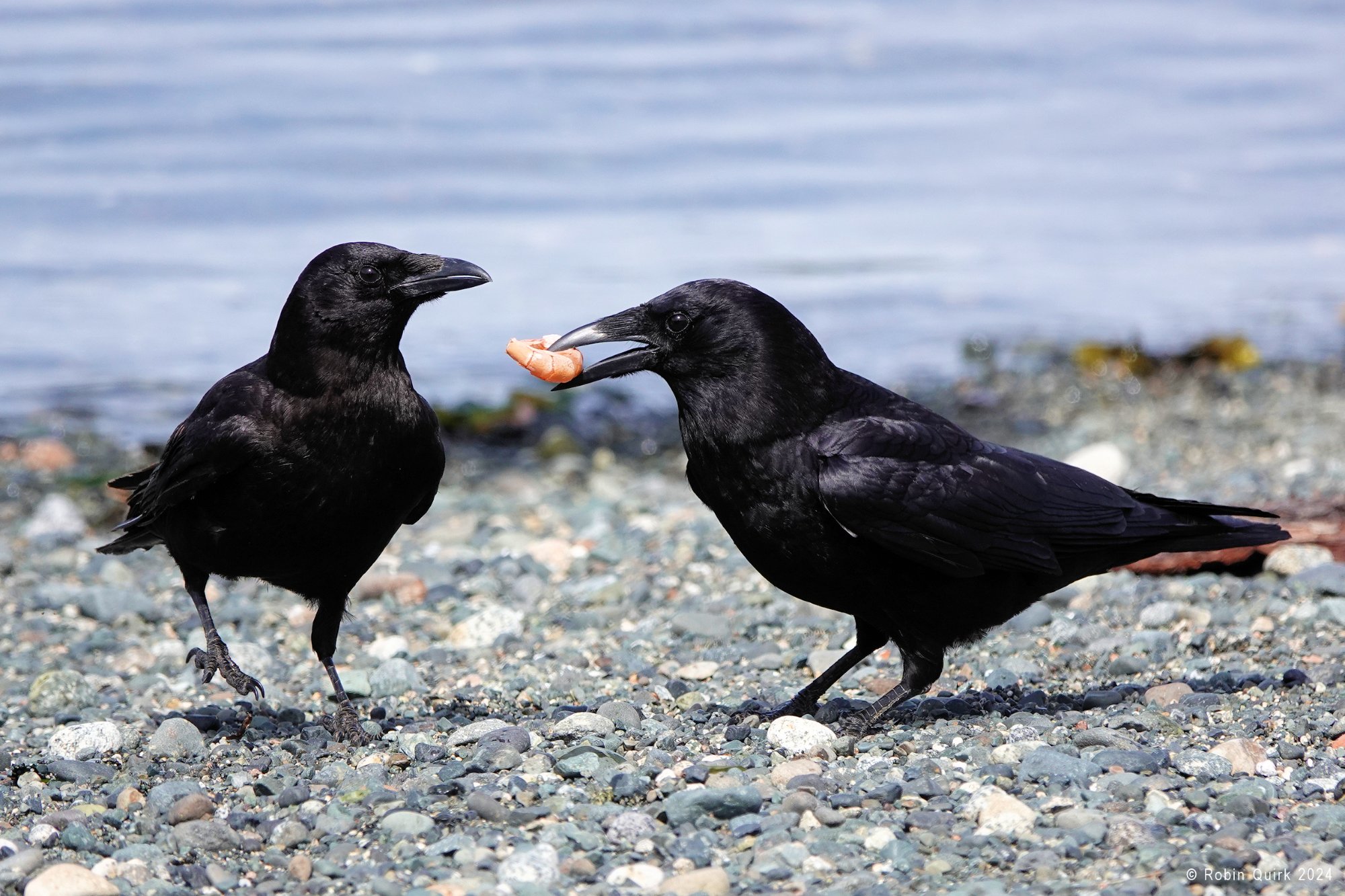 Solve Share? You want me to share? jigsaw puzzle online with 70 pieces