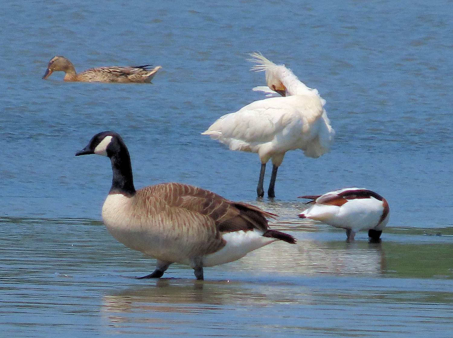 Solve Canada goose, spoonbill, shelduck and female mallard (Canadese ...