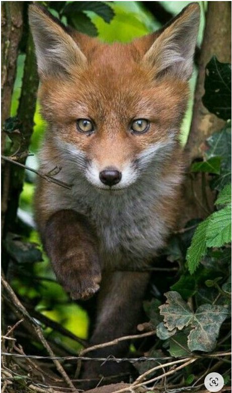 Solve Curious Red Fox Kit. jigsaw puzzle online with 15 pieces
